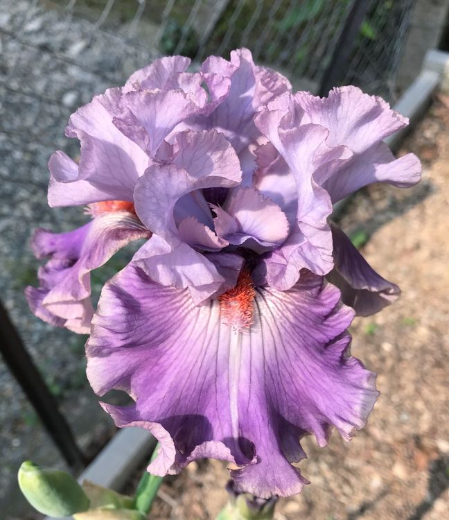 Tall Bearded Iris 'Pleasure's All Mine' | Kaufen auf Ricardo