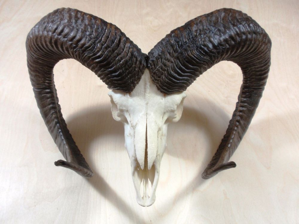 Mufflon Widder riesige kapitale Trophäe (Neu (gemäss Beschreibung)) in Vaduz für CHF 175 – mit ...