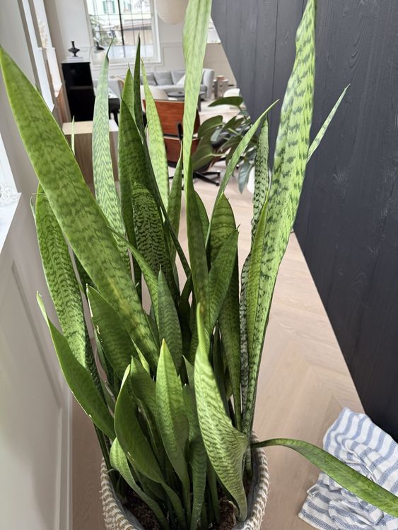 Bogenhanf, Sansevieria, 118cm, inkl. Kunststofftopf und Korb (Gebraucht ...