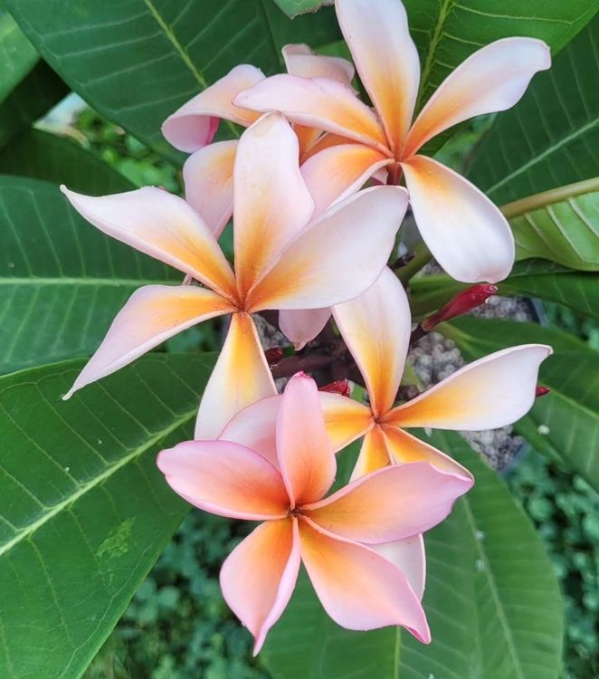 Frangipani / Plumeria Queen Amber | Kaufen auf Ricardo
