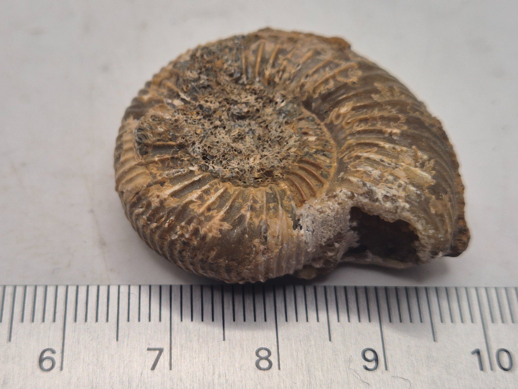 Ammonit aus Marokko – echtes Fossil aus der Urzeit (22) (Neu und ...