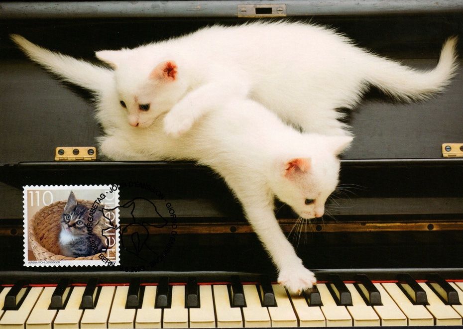 Maximumkarte Süsse Tiere - Katze (Neu (gemäss Beschreibung)) in Dottikon für CHF 8 – mit ...