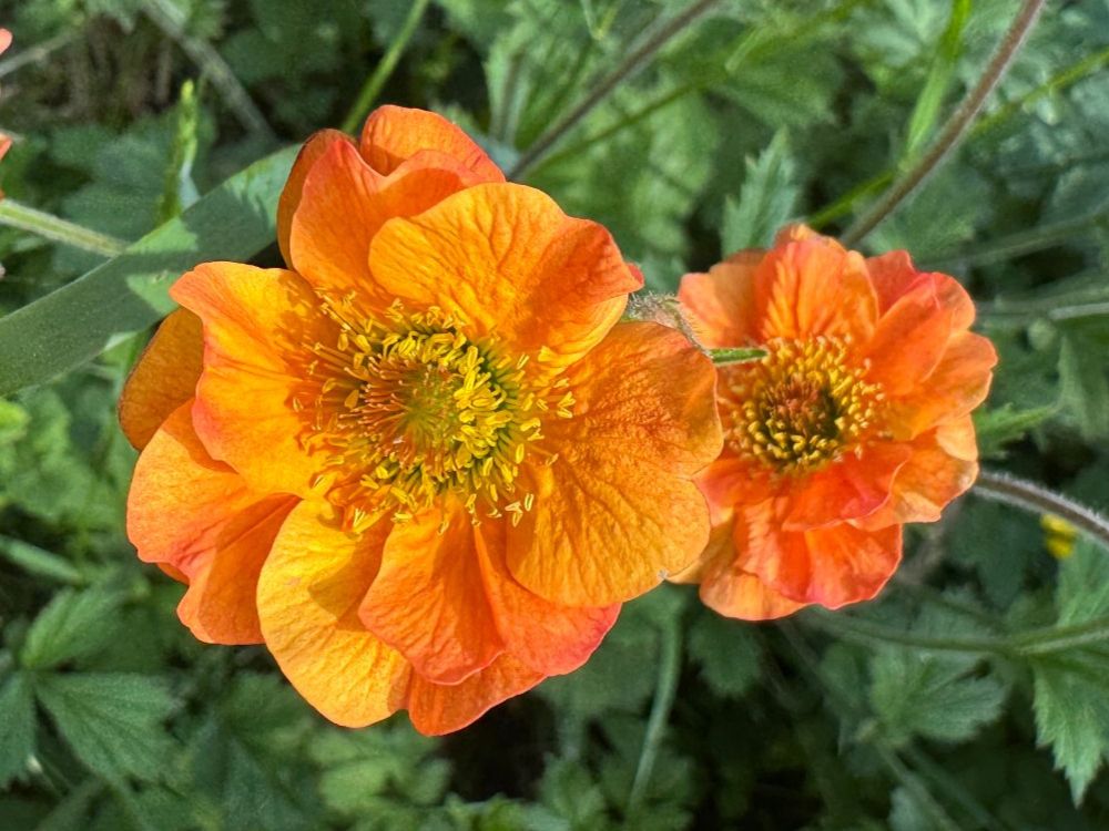 Nelkenwurz orange, eine Augenweide, 🧡💛, 50 Bio Samen (Neu (gemäss ...