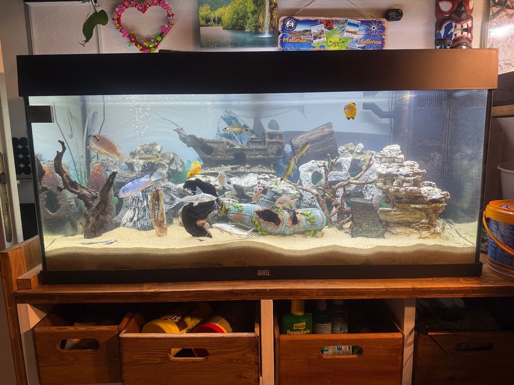 Juwel Aquarium Rio 180 Liter inkl. Fische und Technik (Gebraucht) in ...