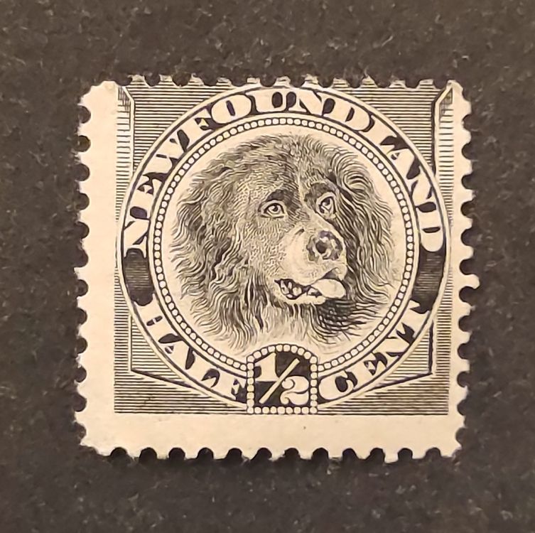 Neufundland 1894, Newfoundland Dog, 1/2c ungestempelt (Gebraucht) in ...