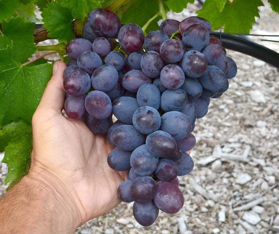 Vigne - Raisin de collection Zaporozhye (Neu und originalverpackt) in ...