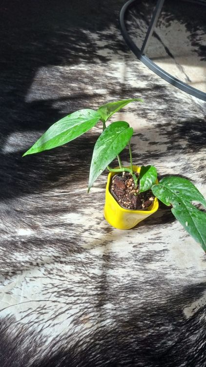 Epipremnum Cebu Blue Variegata (Neu (gemäss Beschreibung)) in Oberwil ...