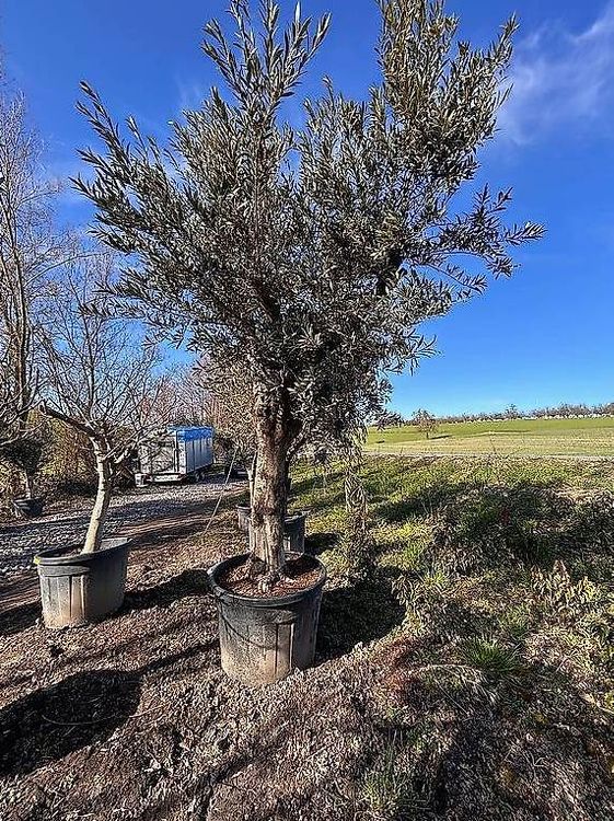 Mediterranes Flair für Ihren Garten "Olivenbaum Alto (Gebraucht) in Zuckenriet für CHF 1300 ...