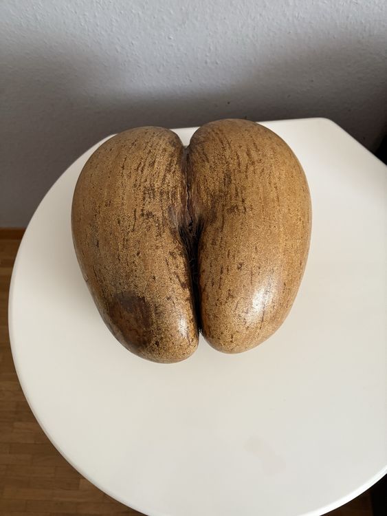 Coco de Mer ancien (Gebraucht) in petit lancy für CHF 150 – mit ...