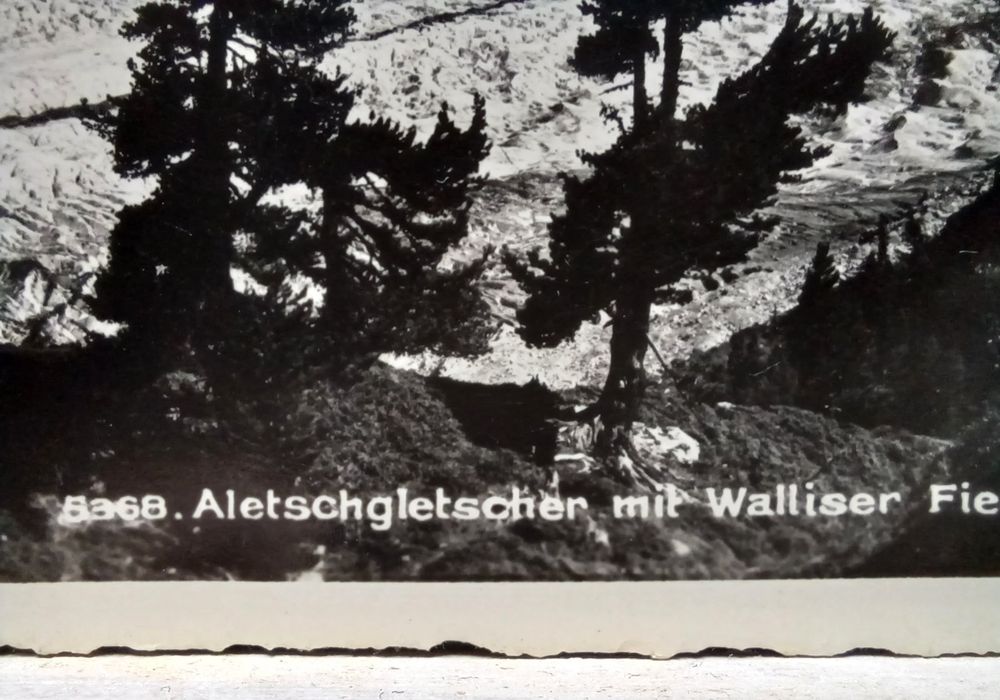 VS, Aletschgletscher mit Walliser Fiescherhörner. (Gebraucht) in Aarau ...