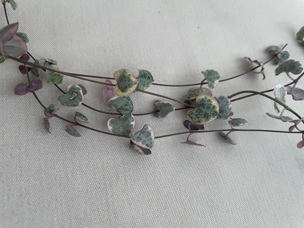 String Of Hearts Ableger