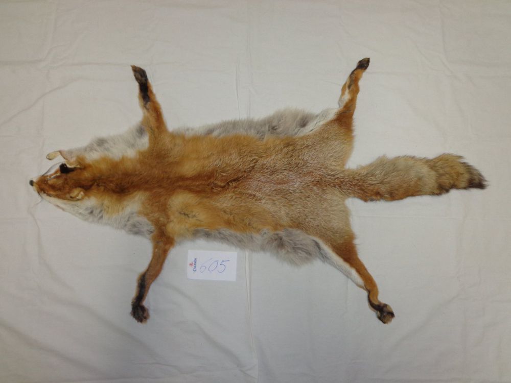 Fuchsfell Trophäe, Jagd Fell Deko. (Gebraucht) in Andeer für CHF 50 ...