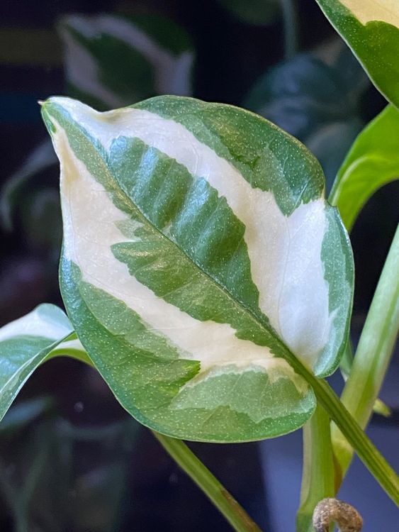 Efeutute Epipremnum pinnatum "N'Joy", bew. Steckling (Neu (gemäss ...