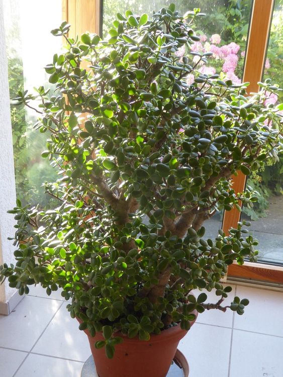 Geldbaum/ Glücksbaum Crassula ovata ca. 30 jährig (Gebraucht) in ...