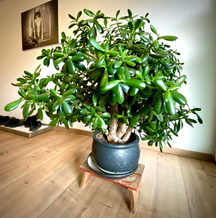 Alter Geldbaum - Pfennigbaum (Gebraucht) in Merzligen für CHF 82 – nur ...