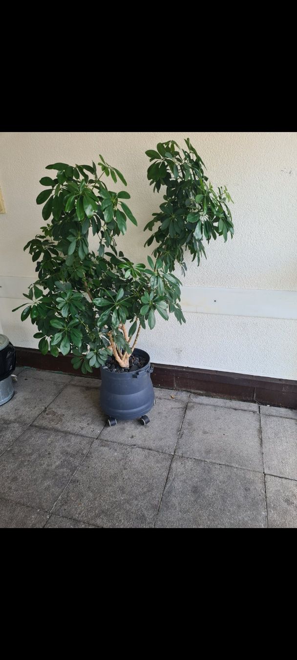 Pflanze Shefflera, Glücksbringer fürs Büro oder Zuhause! (Gebraucht) in ...