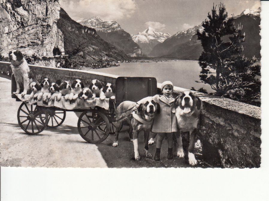 Flüelen Bernhardiner Zwinger Zwing-Uri 1952 (Gebraucht) in Bürglen TG ...