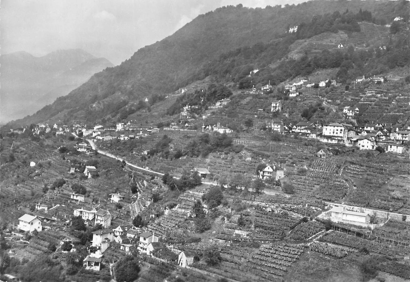 Agarone (TI) – Veduta aerea sui vigneti del Gambarogno G (Usato) a ...