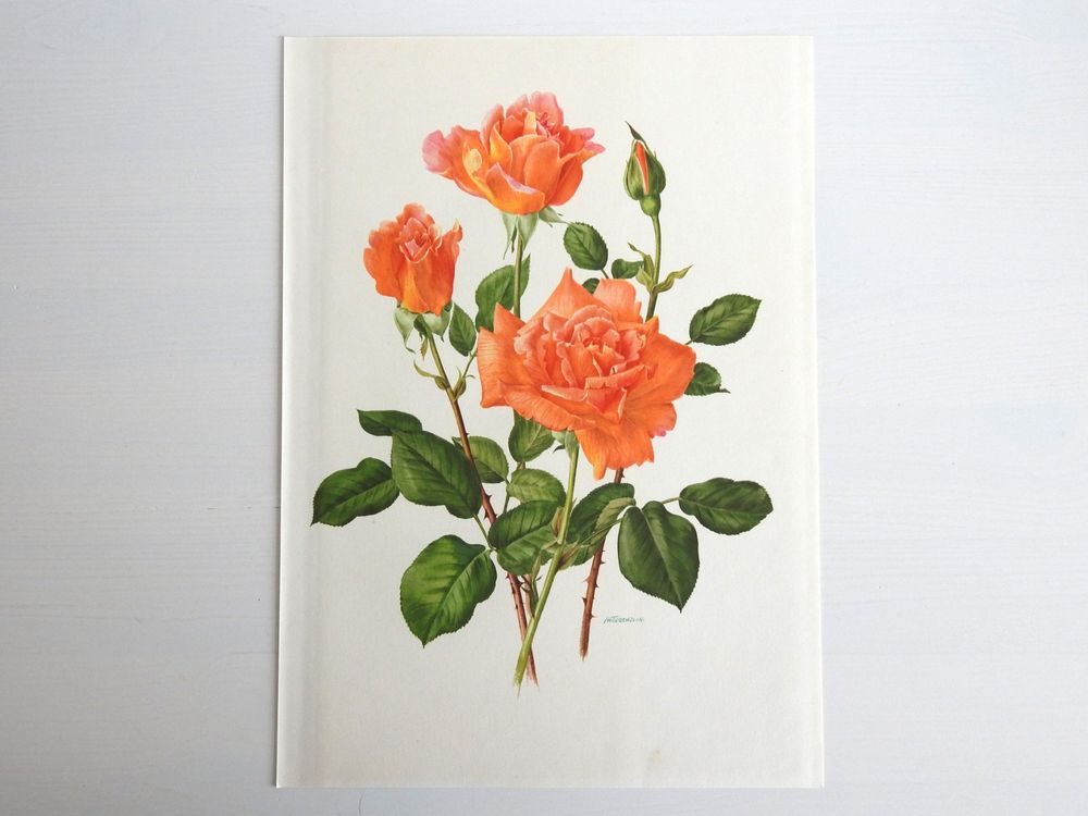 Sammelbild Silva, Rose «Anne Marie Trechslin» | Kaufen auf Ricardo
