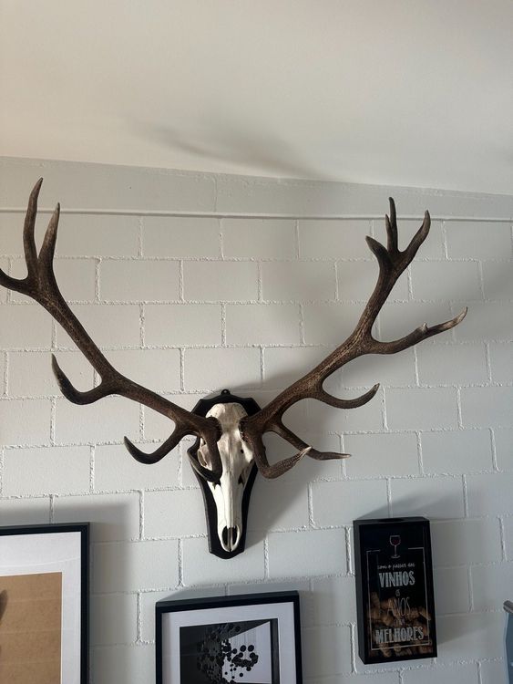 Seltenes Hirschgeweih mit Augssprosse/ Wolfsklaue (Gebraucht) in Meilen ...