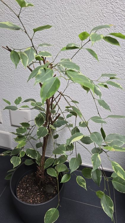 Wunderschöner, grosser Ficus Baum (Benjamin) 70cm (Gebraucht) in ...