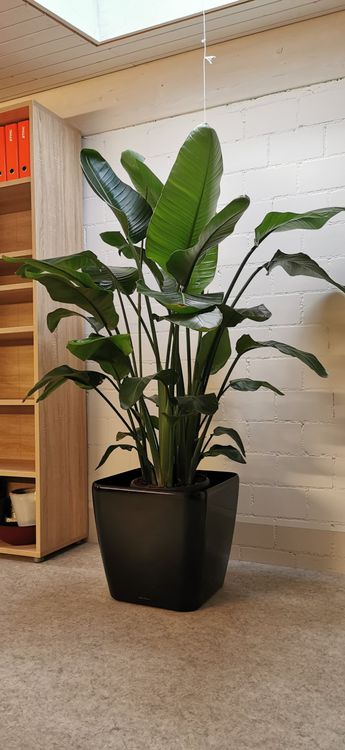 STRELITZIE / PARADIESVOGELBLUME (Gebraucht) in Jona für CHF 210 – nur Abholung auf Ricardo kaufen