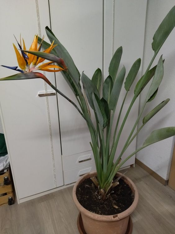 Strelitzie, Paradiesvogel | Kaufen auf Ricardo