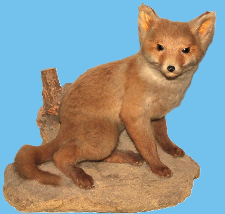 Tierpräparat / junger Fuchs /H 32 cm (inkl. Sockel) L: 34 cm (Gebraucht ...
