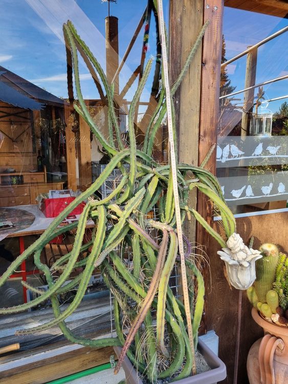 Königin der Nacht (1) (Gebraucht) in Wiedlisbach für CHF 79 – nur Abholung auf Ricardo kaufen