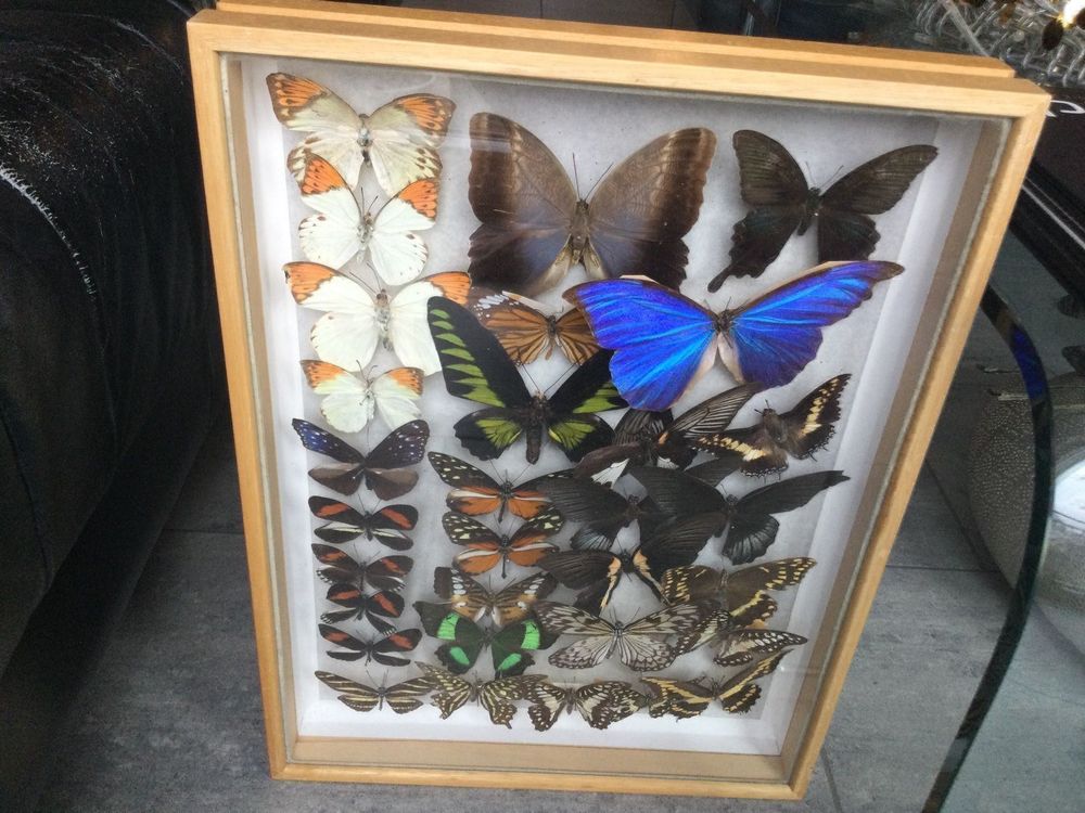 Schmetterlinge hinter Glas (Gebraucht) in Nussbaumen AG für CHF 100 – mit Lieferung auf Ricardo ...