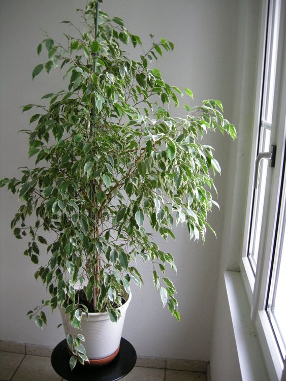 FICUS BENJAMINA CIRKA 185 CM hoch IM TOPF, GESUND UND HÜBSCH (Gebraucht ...
