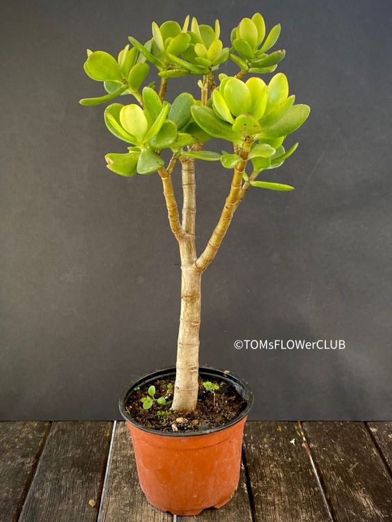 Crassula Ovata - Geldbaum - 7J Stämmchen (Neu (gemäss Beschreibung)) in ...