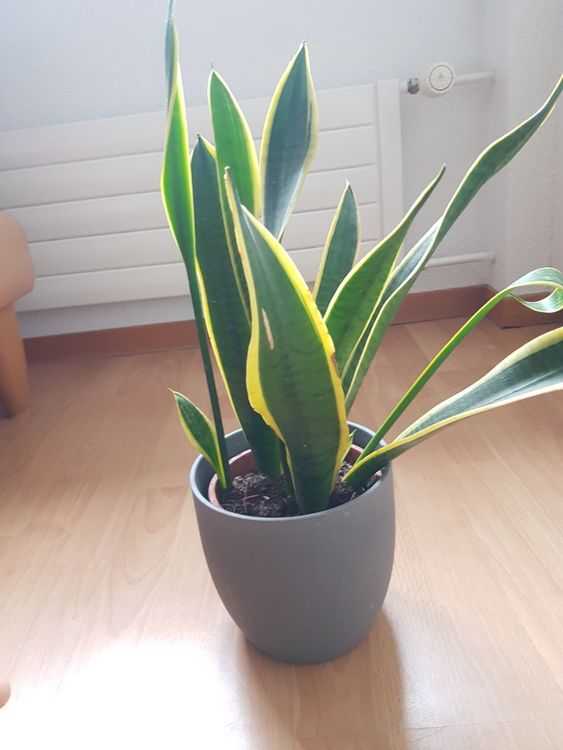 Snake plant.Schwiegermutterzunge Pflanze.Dracaena trifaci (Neu (gemäss ...