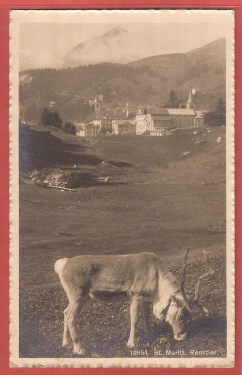 St. Moritz Renntier - beschrieben von Ernst Kreidolf 1925 (Gebraucht ...