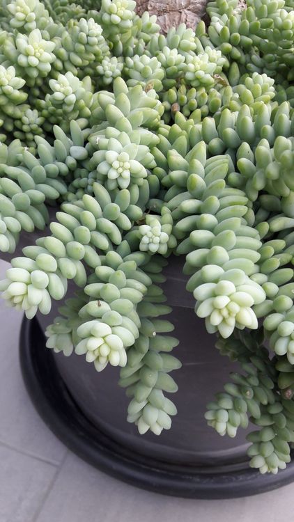 Fetthenne Affenschwanz Pflanze Ableger. 8 Stück (Neu (gemäss ...