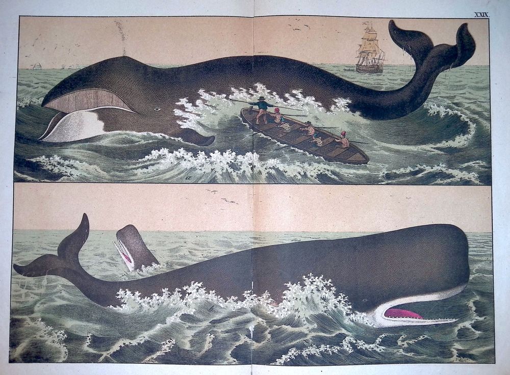 Colorierte Litho Walfisch Fang ca 1869 schönes Colorith | Kaufen auf Ricardo