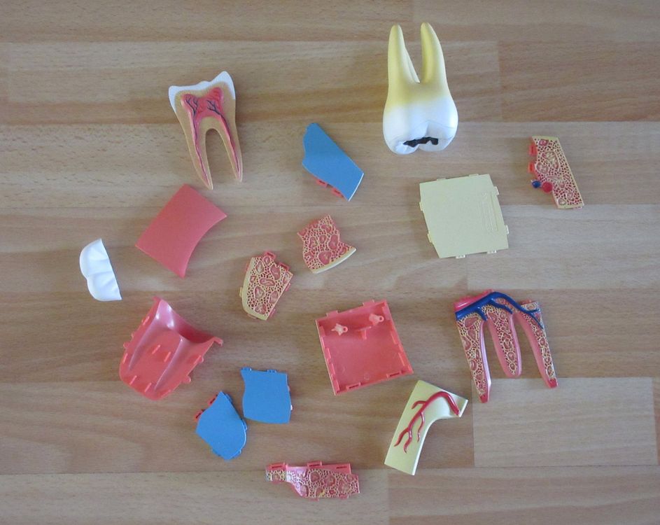 4D Puzzle Backenzahn Molar Modell (Gebraucht) in Kaisten für CHF 21 ...