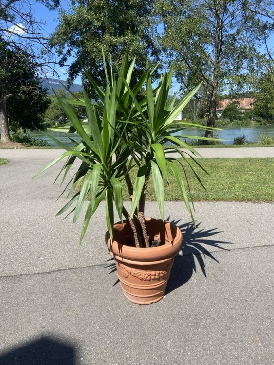 Yucca Palme Drauen Im Topf