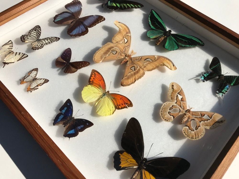 Schmetterlinge in Holzkasten hinter Glas | Kaufen auf Ricardo