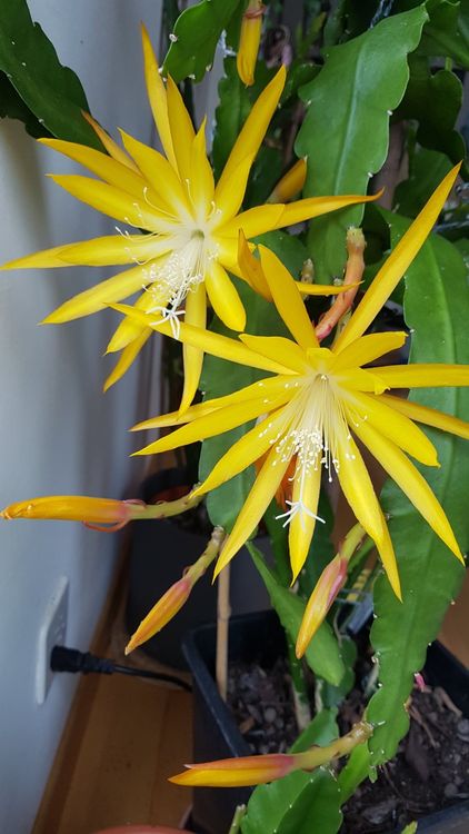 Epiphyllum Blattkaktus Orchideencactus Frühlingsgold m. Duft (Gebraucht ...