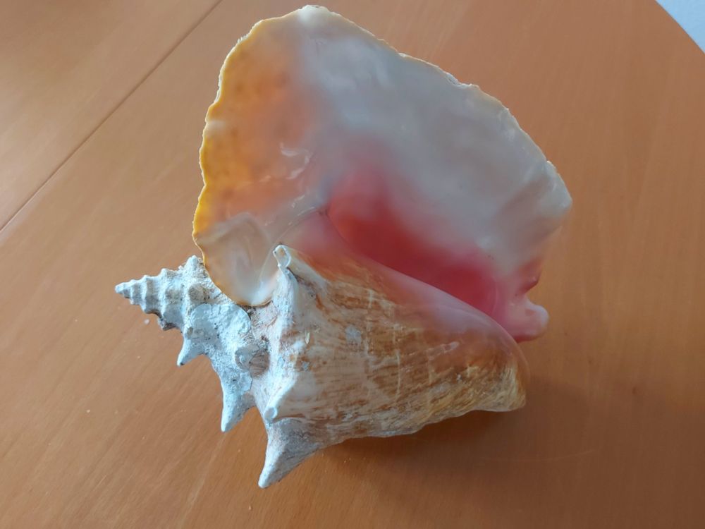 Grosse Muschel aus Mexico (Neu (gemäss Beschreibung)) in Kloten für CHF ...