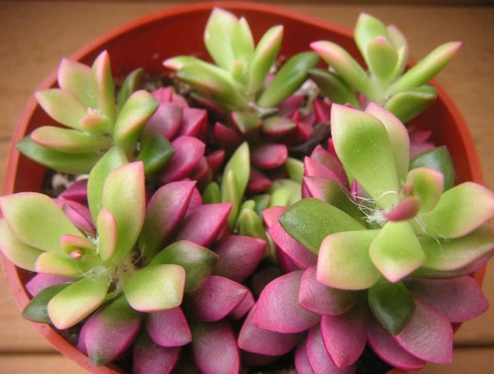 Anacampseros telephiastrum var. Steckling (Neu (gemäss Beschreibung ...