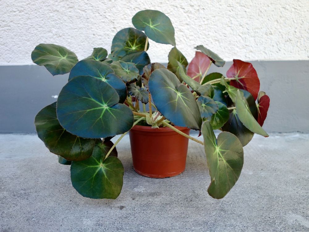 grosse Begonie Elefantenohr-Begonie Beefsteak-Begonie Kidney (Neu ...