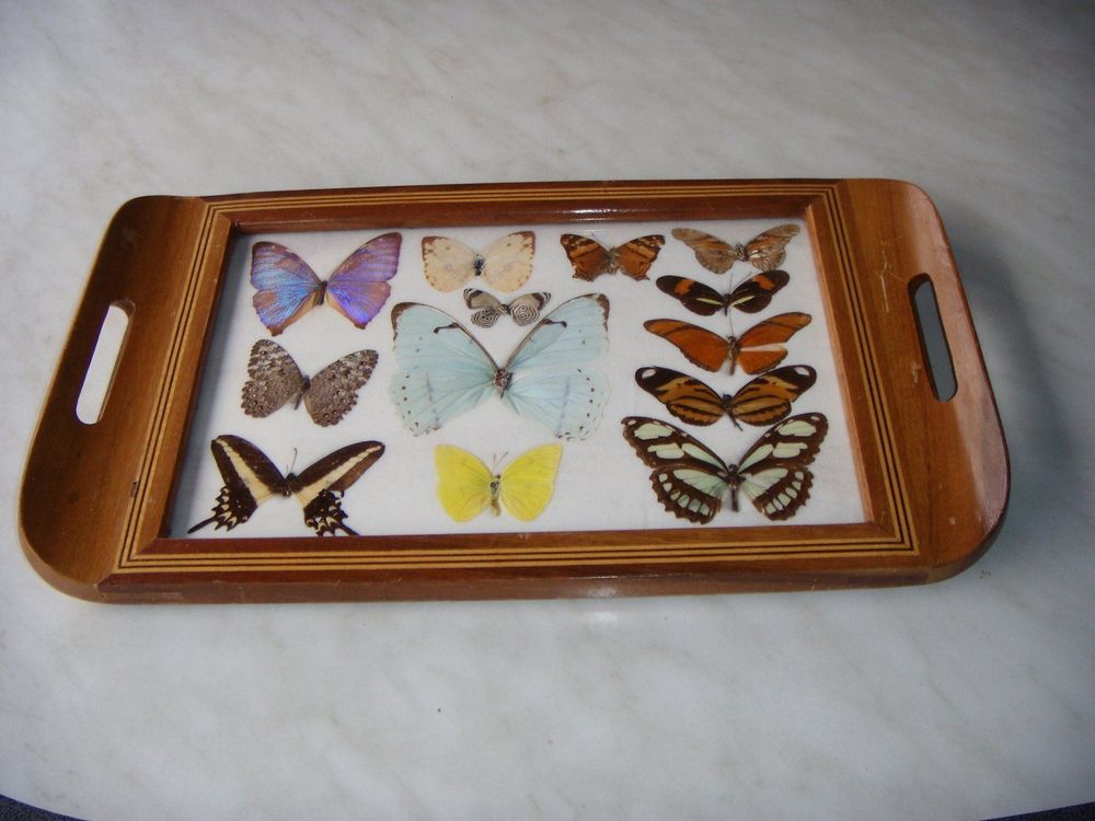 Tablar ;13 !! Schmetterlinge hinter Glas | Kaufen auf Ricardo
