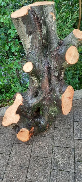 Holzstamm Wildgewachsen Deko (Neu (gemäss Beschreibung)) in Pfäffikon für CHF 70 – nur Abholung ...
