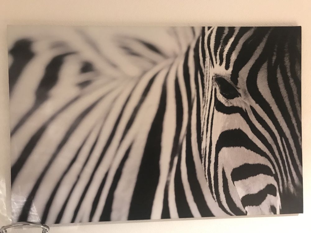 Ikea Zebra Bild 118x78cm. Abholung in Rotkreuz | Kaufen auf Ricardo