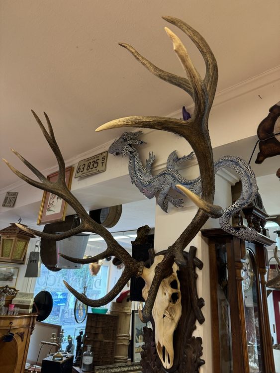 Hirschgeweih 14 ender . Monster (Gebraucht) in Chur für CHF 550 – nur Abholung auf Ricardo kaufen