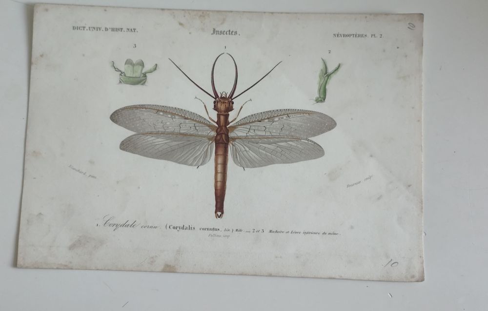Planche entomologique ancienne, insecte rare! Magnifique (D'occasion) à ...
