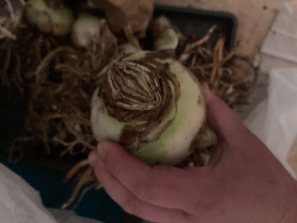 Amaryllis Hippeastrum Hybr. Zwiebeln in diversen Grössen | Kaufen auf Ricardo