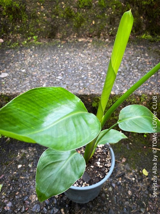 Strelitzia Alba - lass' die Schönheit bei Dir gross werden (Neu (gemäss ...